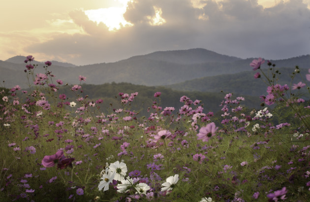 Native Grass & Wildflower Meadows