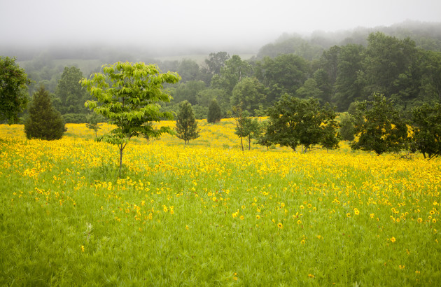 Native Grass & Wildflower Meadows