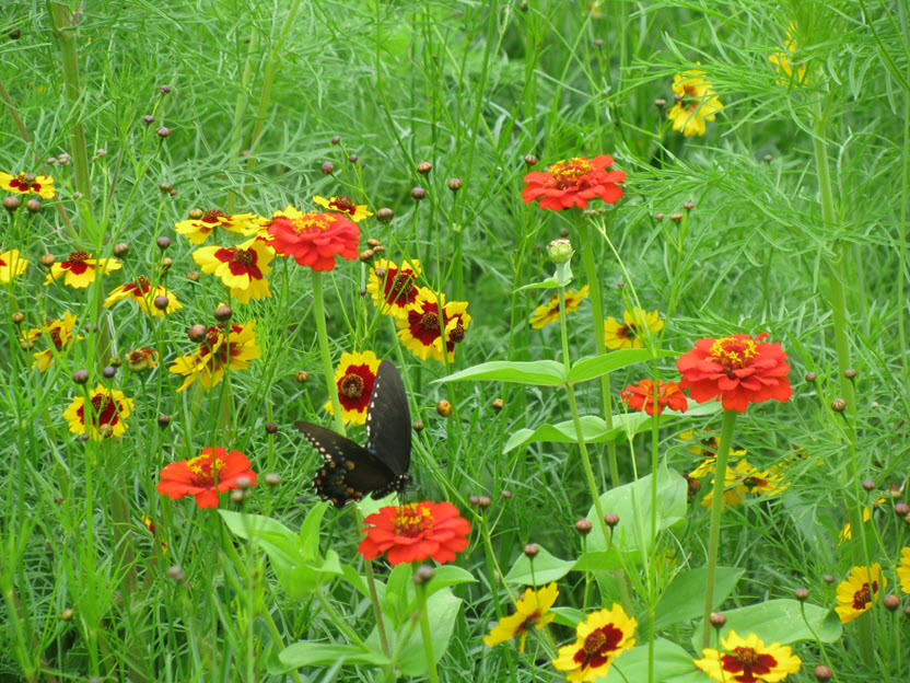 Wildflower Meadow Pollinators | J. W. Townsend Landscapes