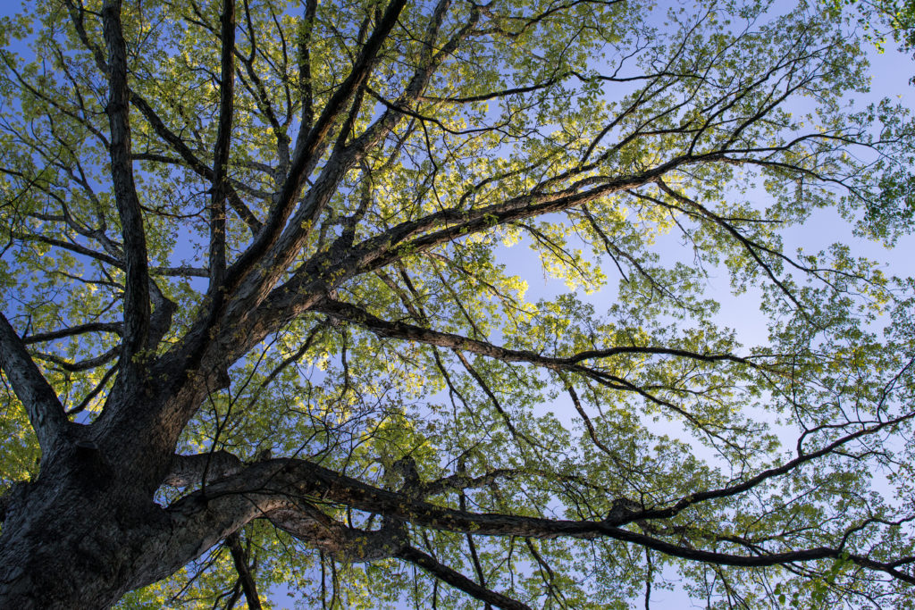 Storm Resistant Trees | J. W. Townsend Landscapes